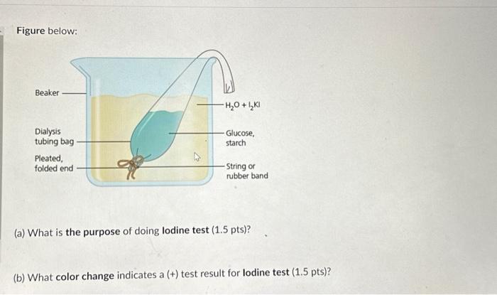 Solved (c) What is the purpose of using dialysis tubing (1.5 | Chegg.com