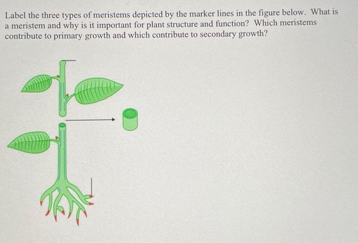 Solved label the three types of meristems depicted by the | Chegg.com