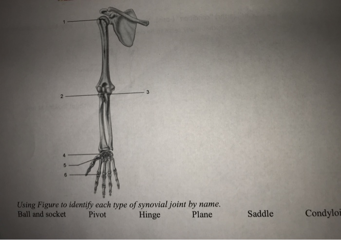 Solved Using Figure to identify each type of synovial joint | Chegg.com Solved Using Figure to identify each type of synovial joint | Chegg.com