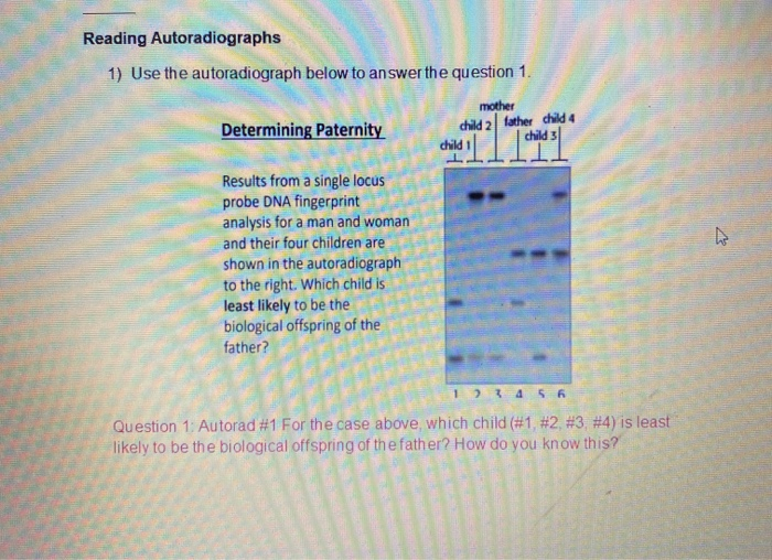 Solved Reading Autoradiographs 1) Use the autoradiograph | Chegg.com