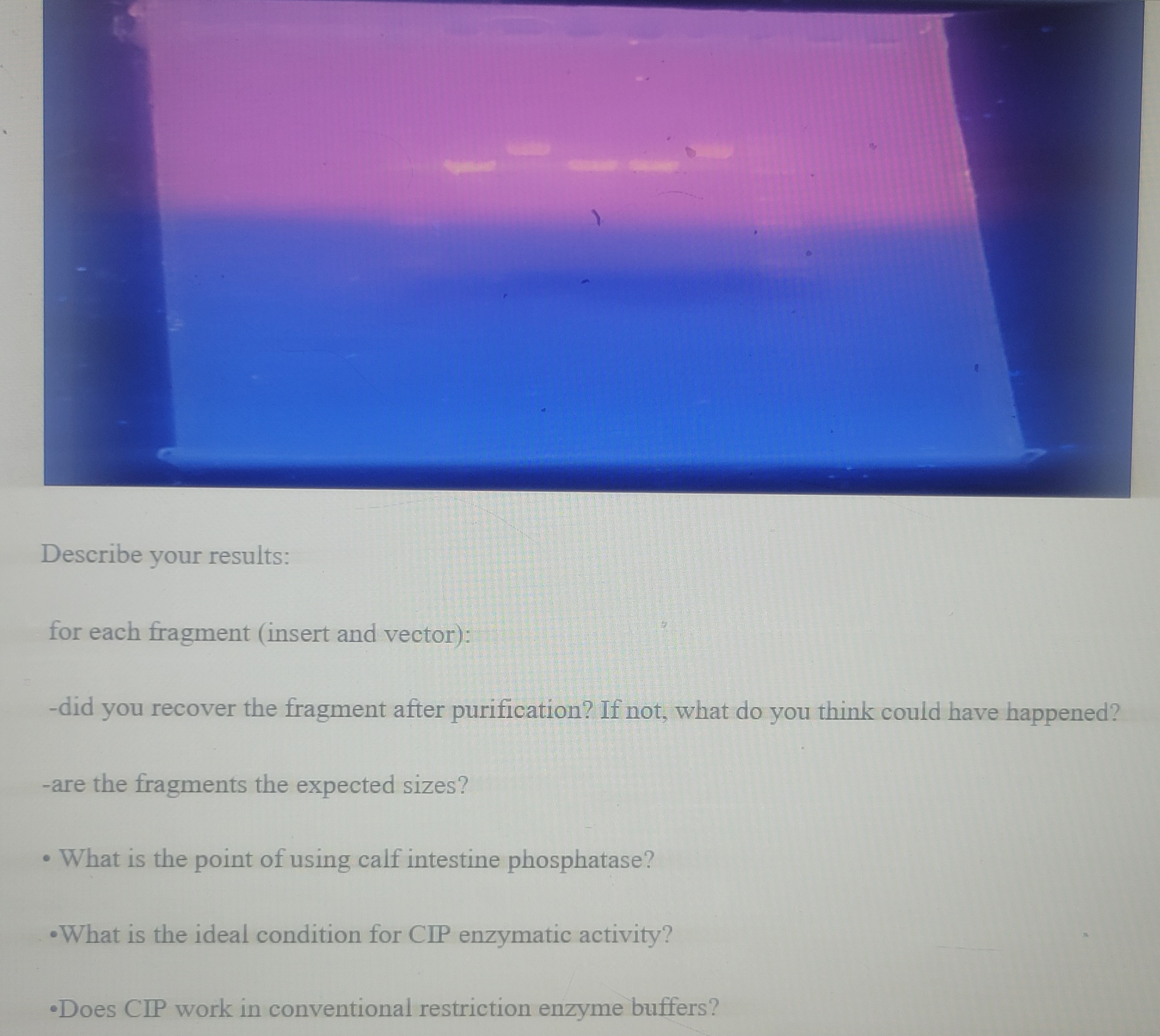 Solved Describe your results:for each fragment (insert and | Chegg.com