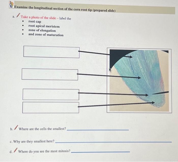 Solved Examine the longitudinal section of the corn root tip | Chegg.com