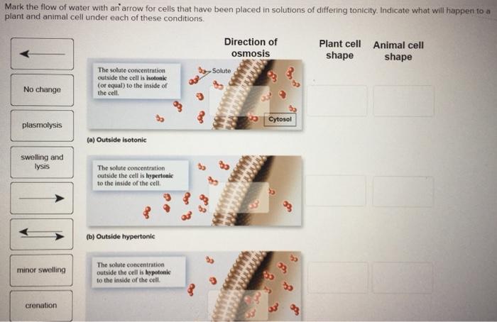 Solved Mark the flow of water with an arrow for cells that | Chegg.com