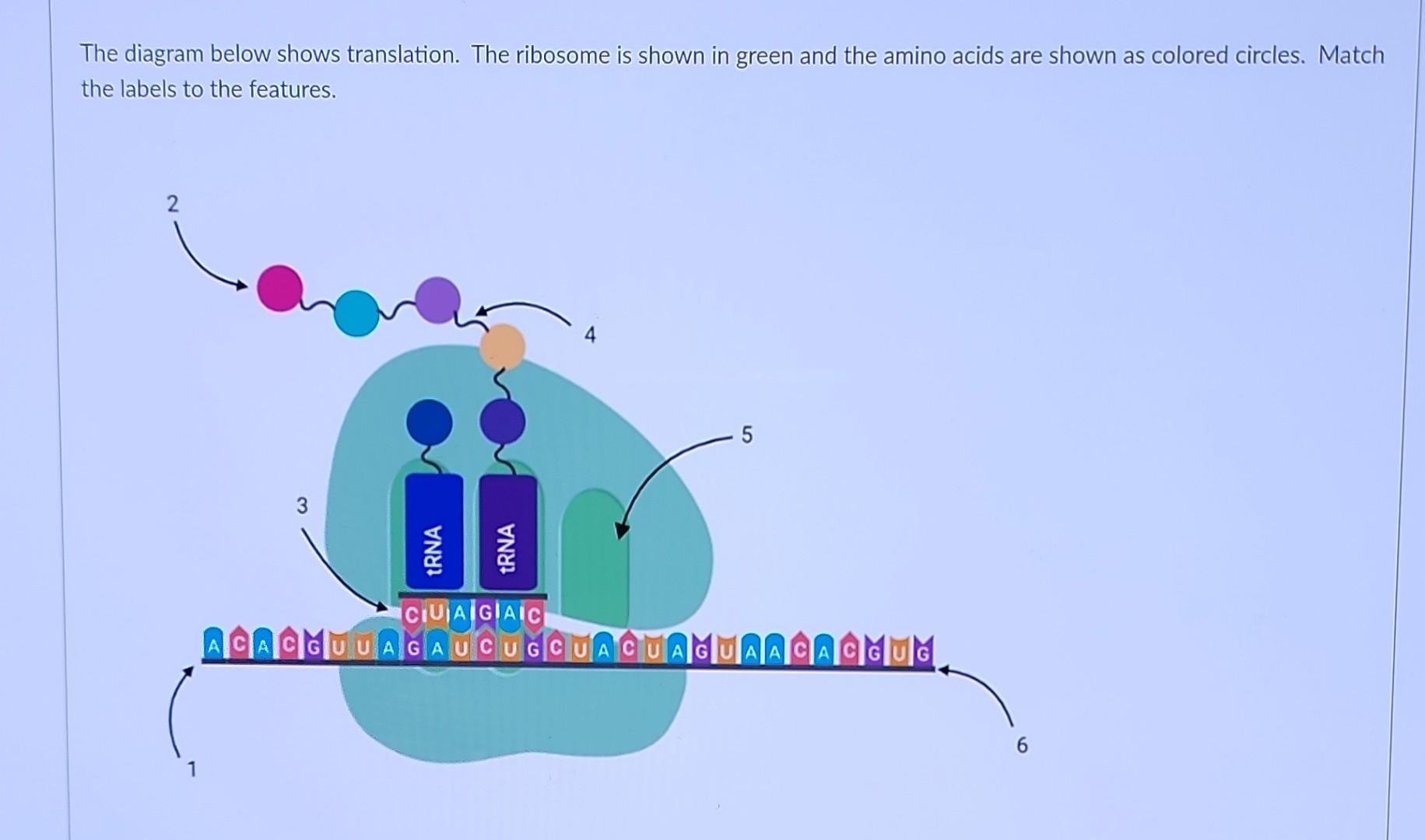 Solved The diagram below shows translation. The ribosome is | Chegg.com