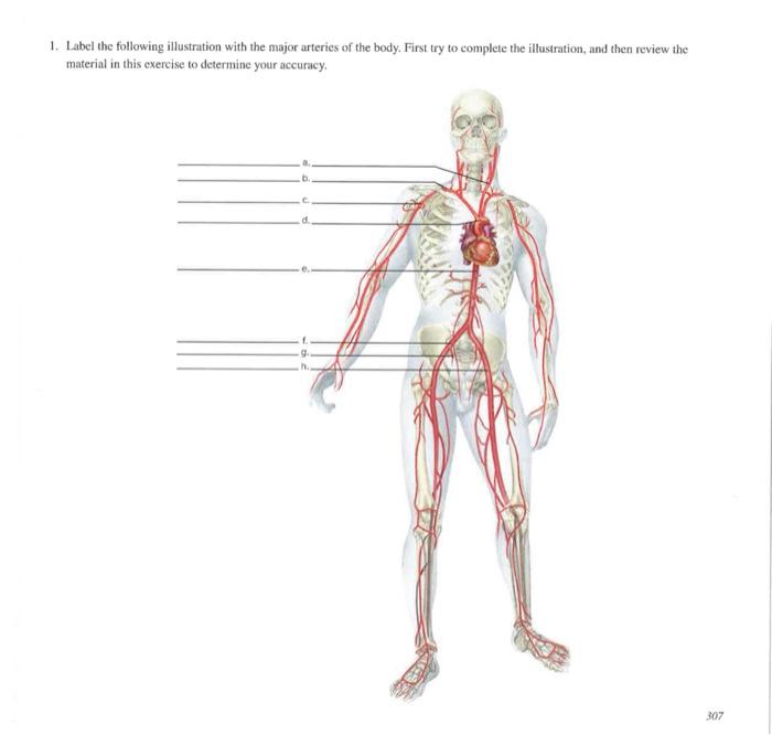 Solved 1. Label the following illustration with the major | Chegg.com