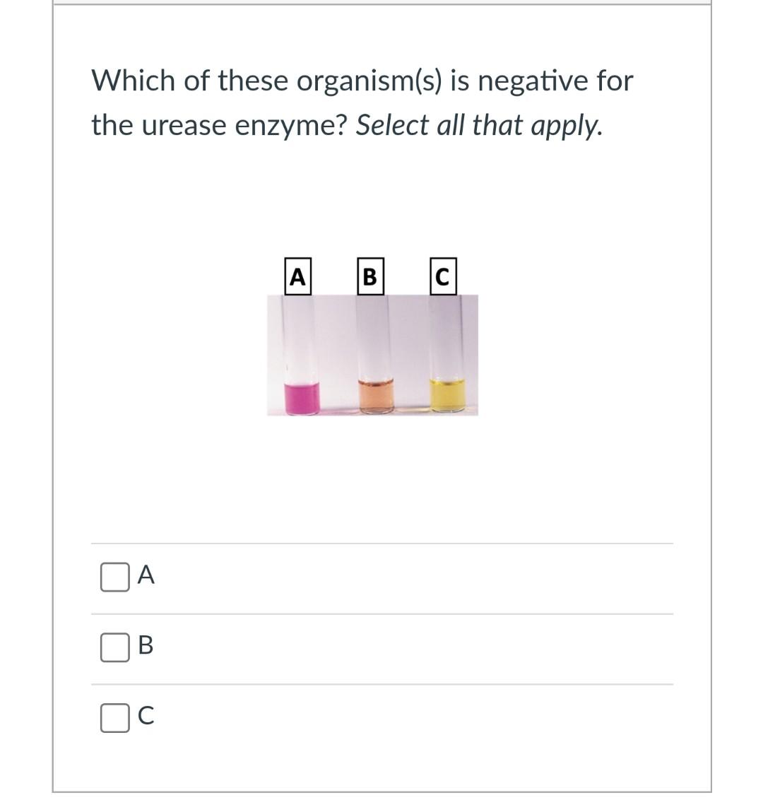Solved Which of these organism(s) is negative for the urease | Chegg.com