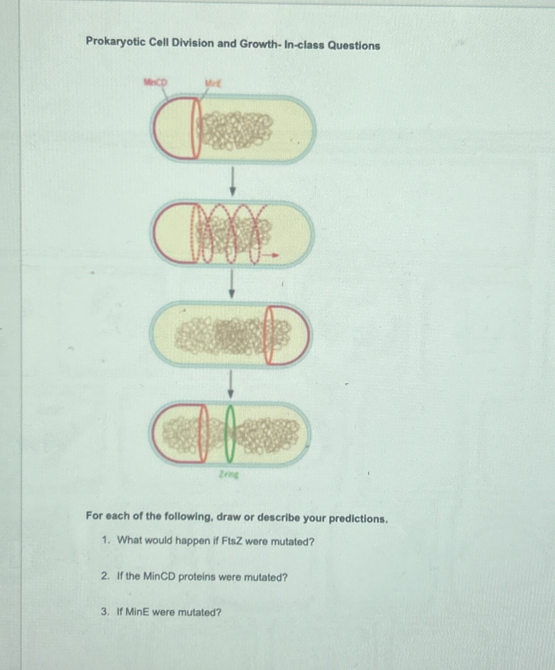 Solved Prokaryotic Cell Division and Growth- ﻿In-class | Chegg.com