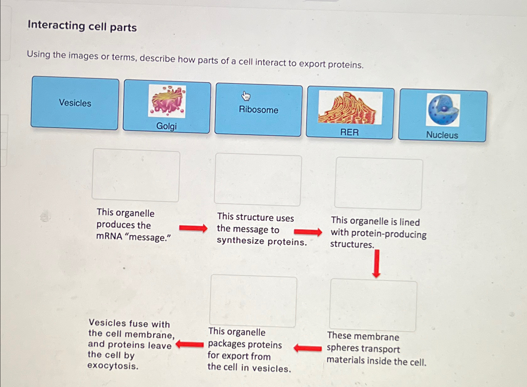Solved Interacting cell partsUsing the images or terms, | Chegg.com