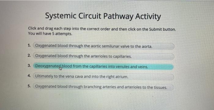 Solved Systemic Circuit Pathway Activity Click and drag each | Chegg.com
