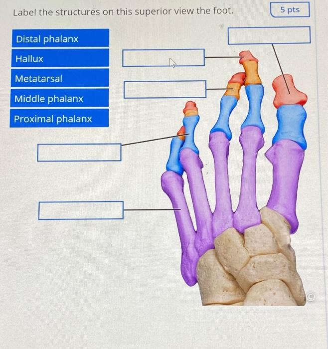 Solved Label the structures on this superior view of the | Chegg.com