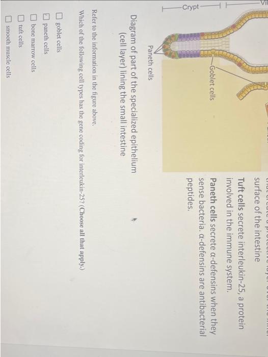 Solved Examples of secretory cell types in the intestinal | Chegg.com