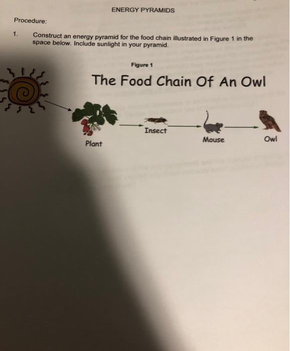 ENERGY PYRAMIDS Procedure: 1 Construct an energy | Chegg.com