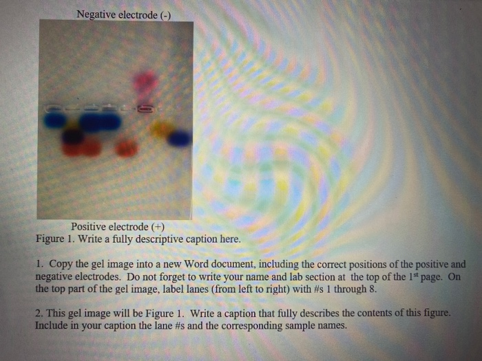 Negative electrode (-) Positive electrode (+) Figure | Chegg.com