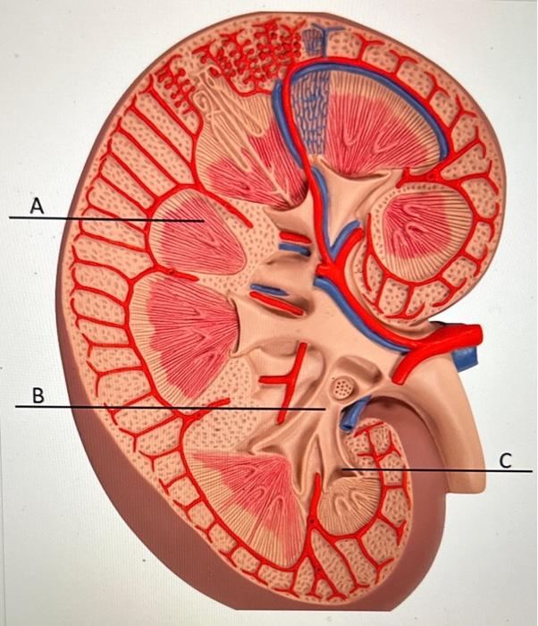 Solved could you help me with these? | Chegg.com