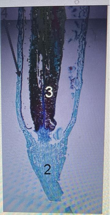 1) Identify the specialized structure seen at | Chegg.com