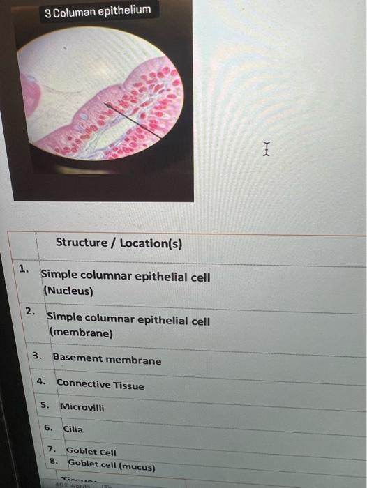 Structure / Location(s) 1. Air Sacs 2. Squamous | Chegg.com