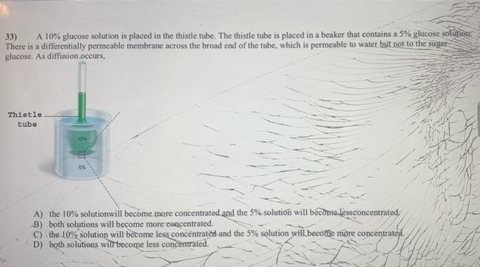 Solved 31) A 10% glucose solution is placed in the thistle | Chegg.com