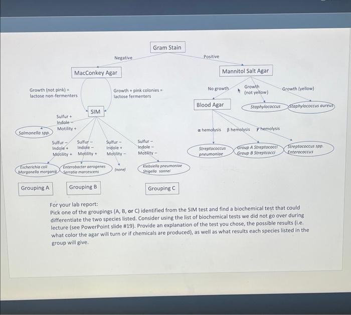 Solved Gram Stain Negative Positive MacConkey Agar Mannitol | Chegg.com