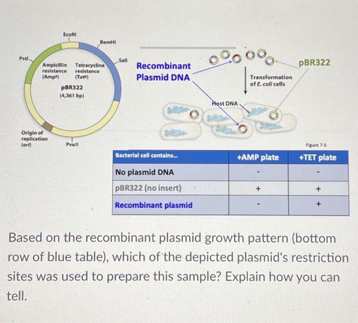 Solved Based on the recombinant plasmid growth pattern | Chegg.com