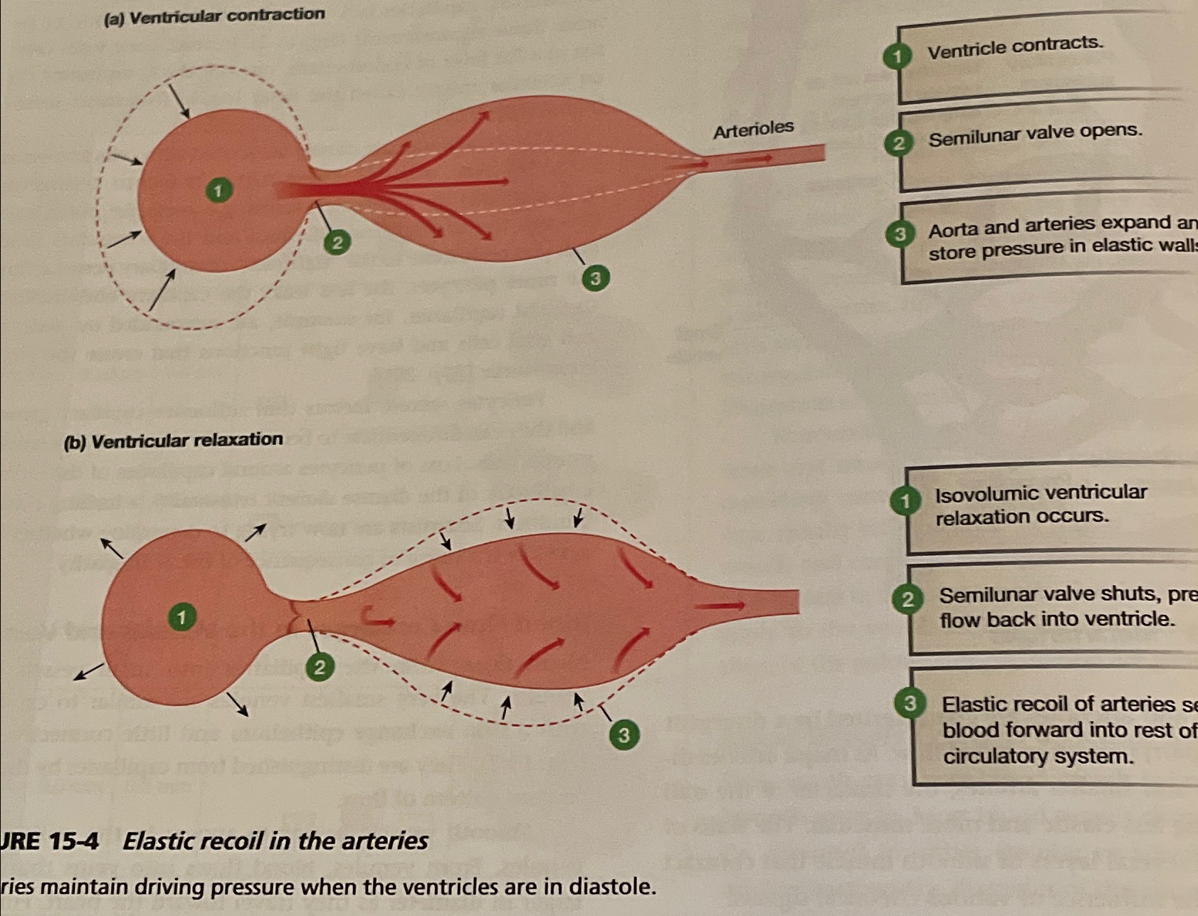 Solved What do you understand from figure 15-4? | Chegg.com