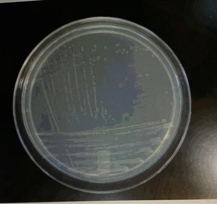 Solved This GSA plate was inoculated with a bacterial | Chegg.com