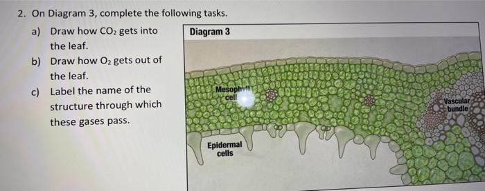 Solved 3. On Diagram 1, fill in the labels with | Chegg.com
