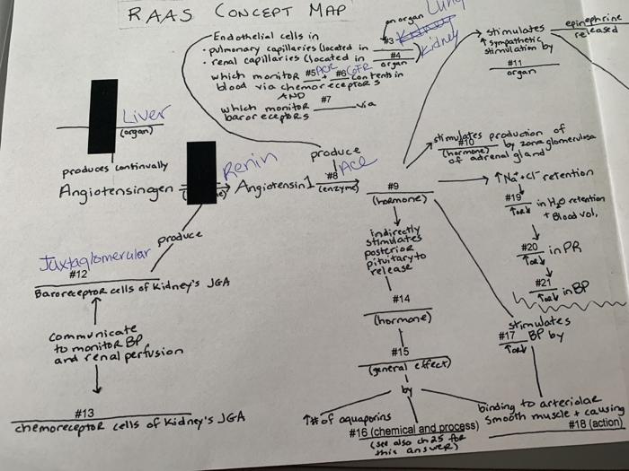 relep indste RAAS CONCEPT MAP Endothelial cells in | Chegg.com