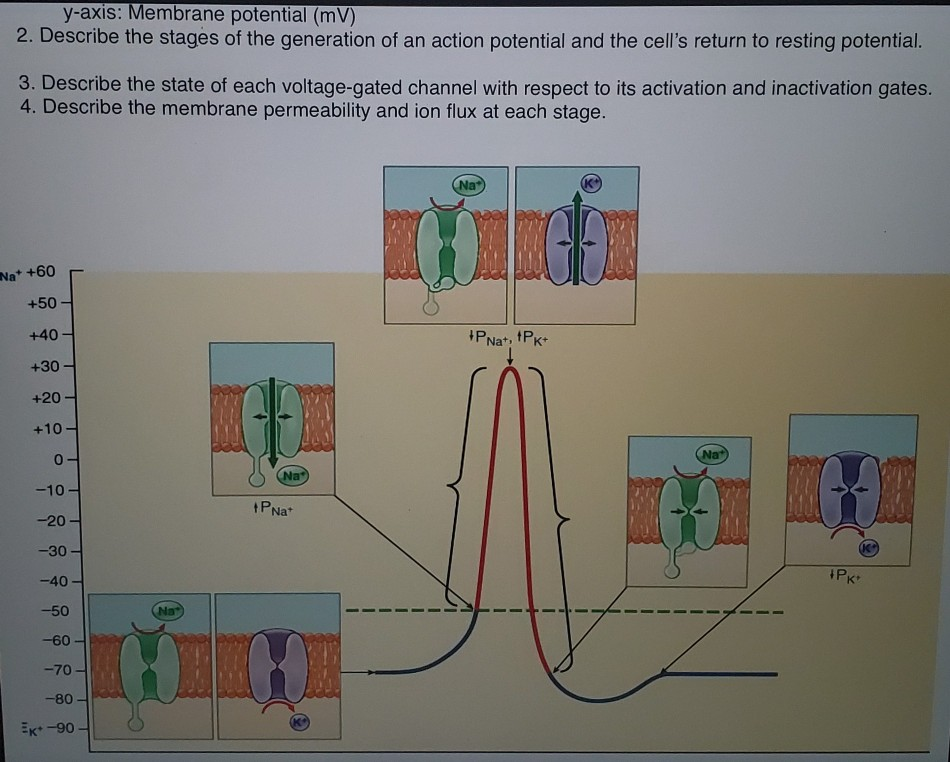 Solved y-axis: Membrane potential (mV) 2. Describe the | Chegg.com