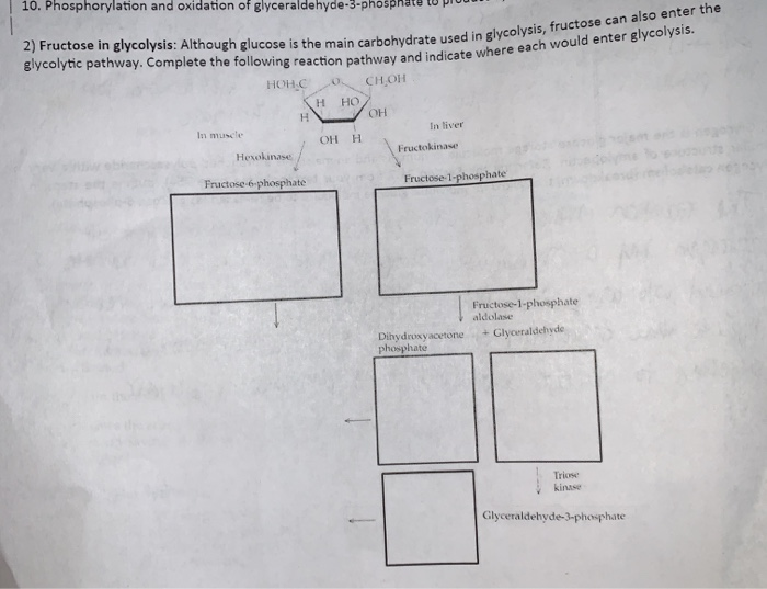 Solved 2) Fructose in glycolysis: Although glucose is the | Chegg.com