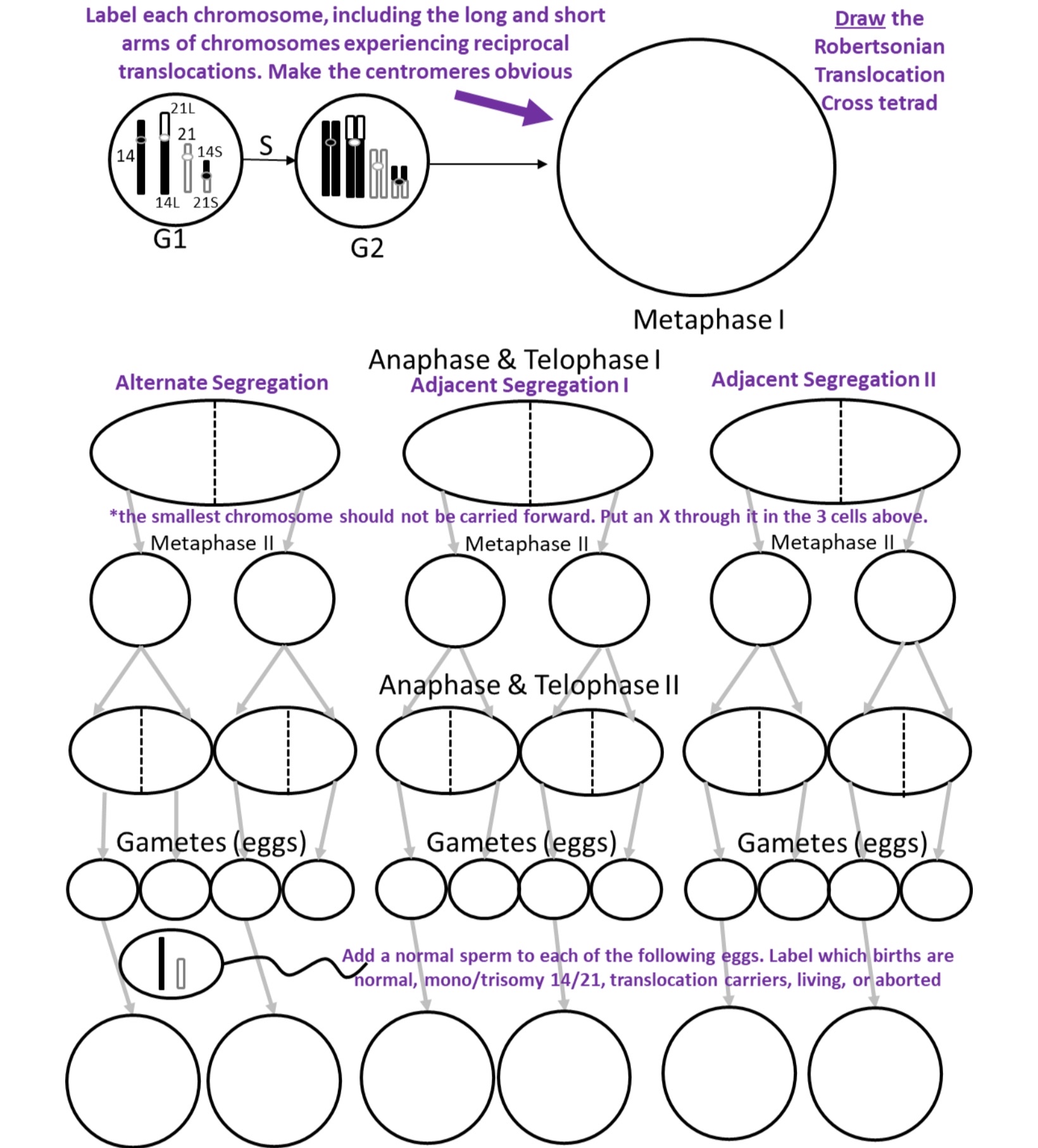Solved Label each chromosome, including the long and | Chegg.com