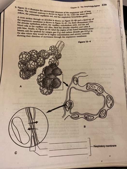 Solved 9. Figure 13-4 illustrates the microscopic structure | Chegg.com