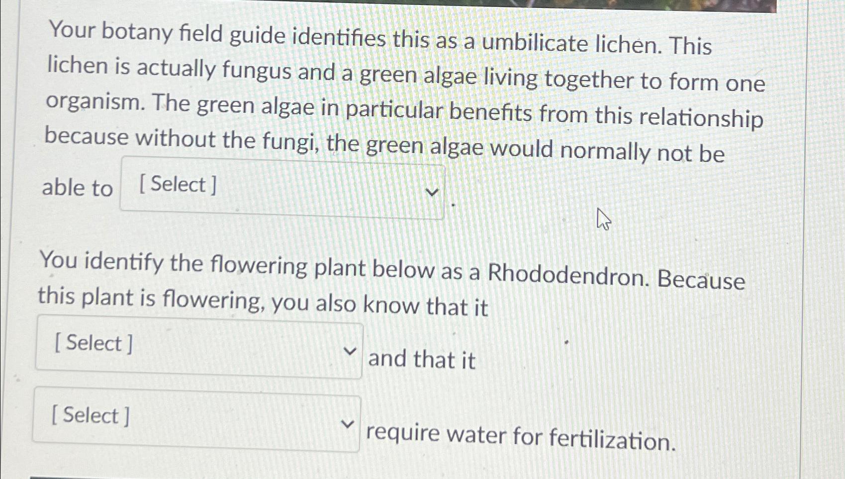 Solved Your botany field guide identifies this as a | Chegg.com