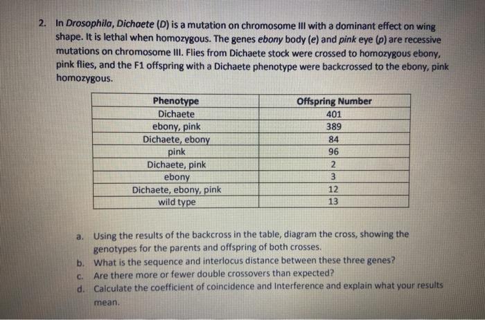 Solved 22 In Drosophila, Dichaete (D) is a mutation on | Chegg.com