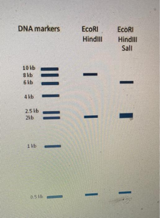 Solved DNA markers EcoRI Hindll EcoRI Hindi Sall 10 kb 8 kb | Chegg.com