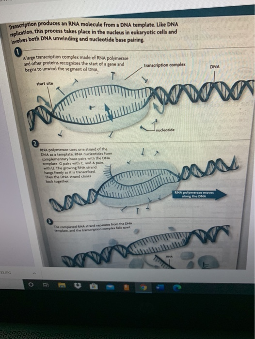 Solved Transcription produces an RNA molecule from a DNA | Chegg.com
