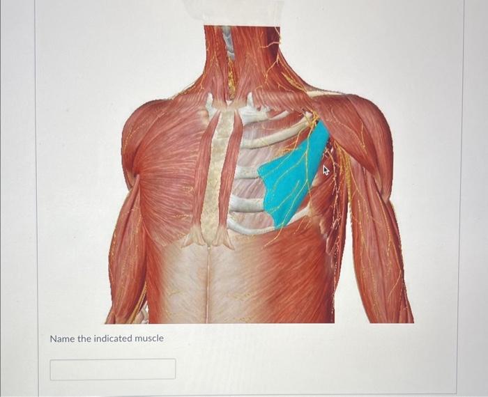 Solved Name the indicated muscle Name the indicatea | Chegg.com