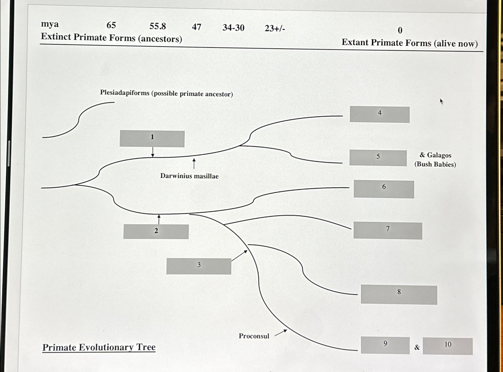 Solved mya6555.84734-3023+/-0Extinct Primate Forms | Chegg.com