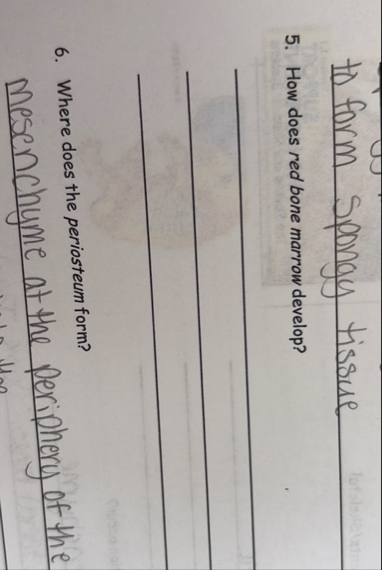 Solved to form spongy tissue5. ﻿How does red bone marrow | Chegg.com