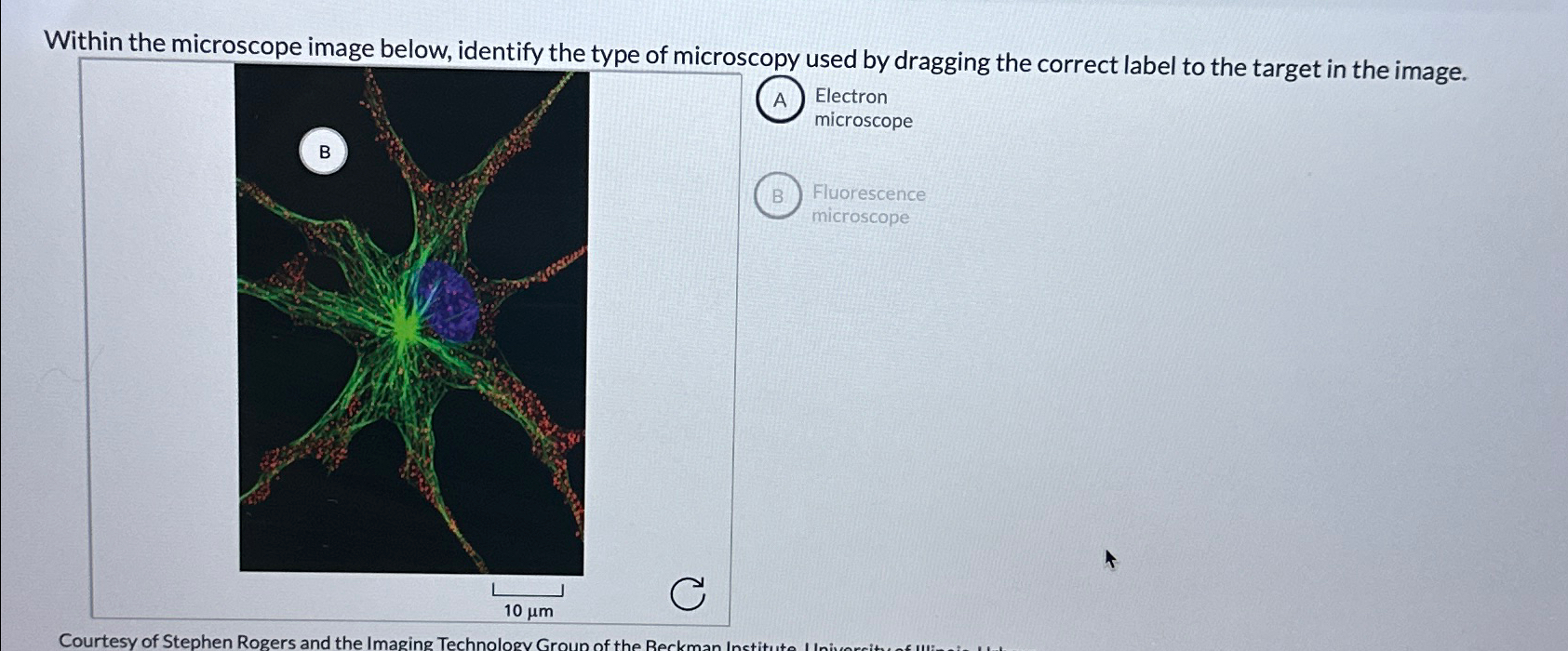 Solved Within the microscope image below, identify the type | Chegg.com