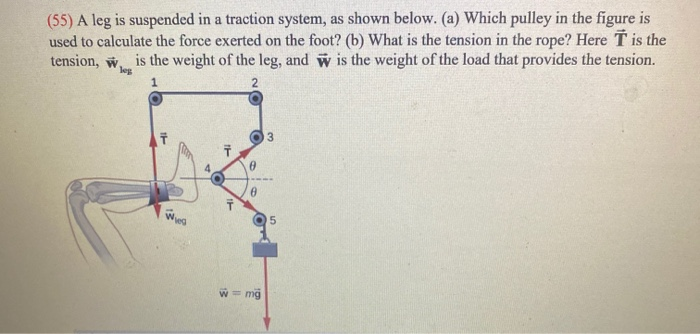 Solved (55) A leg is suspended in a traction system, as | Chegg.com