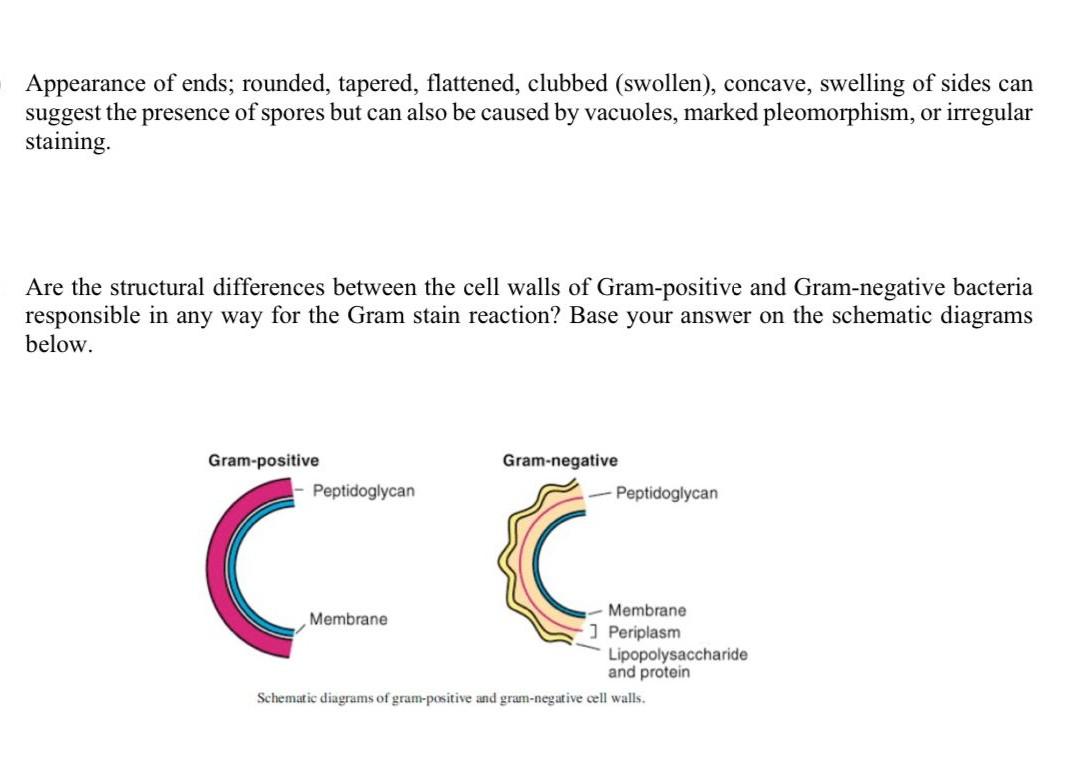 Solved Appearance of ends; rounded, tapered, flattened, | Chegg.com
