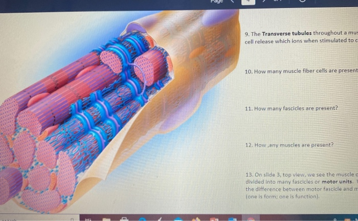 Solved 9. The Transverse tubules throughout a mus cell | Chegg.com