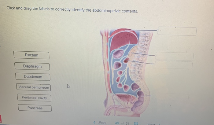 Solved Click and drag the labels to correctly identify the | Chegg.com