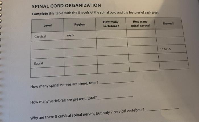 Solved SPINAL CORD ORGANIZATION Complete this table with the | Chegg.com