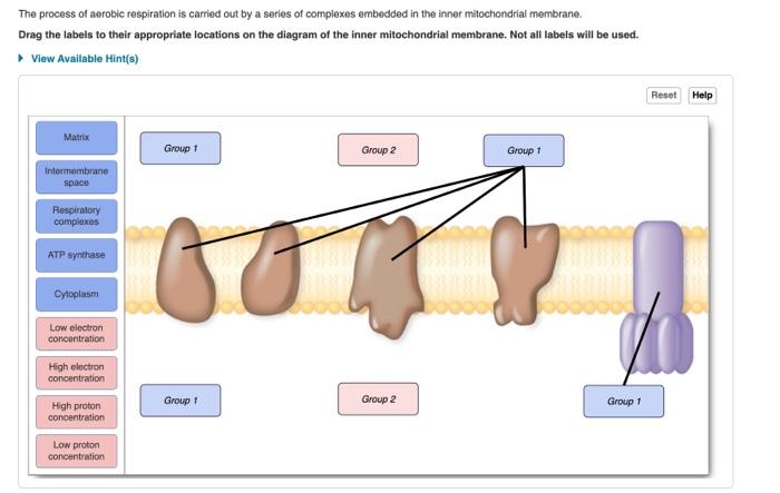 Solved The process of aerobic respiration is carried out by | Chegg.com