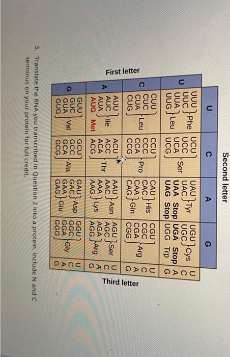 Solved 2. Using the template strand, transcribe this DNA | Chegg.com