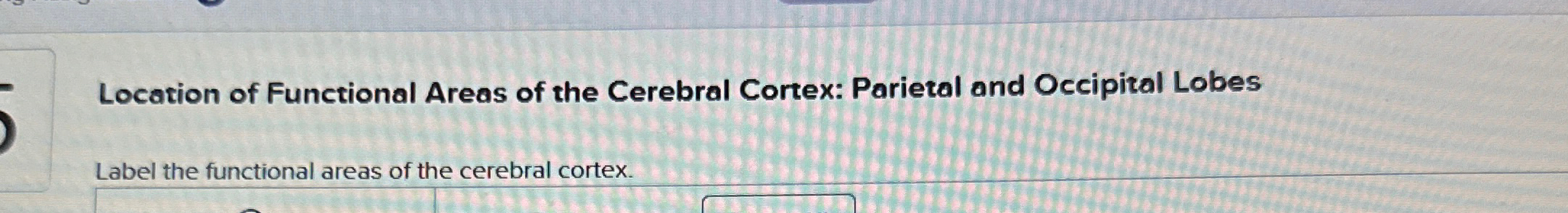 Solved Location of Functional Areas of the Cerebral Cortex: | Chegg.com