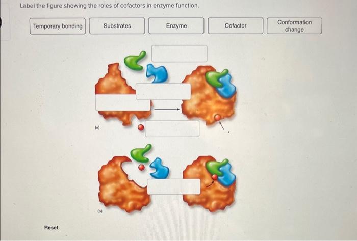 Solved Label the figure showing the roles of cofactors in | Chegg.com