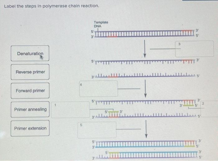 Solved Label the steps in polymerase chain reaction. | Chegg.com