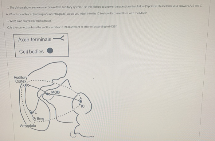 Solved 1. The picture shows some connections of the auditory | Chegg.com